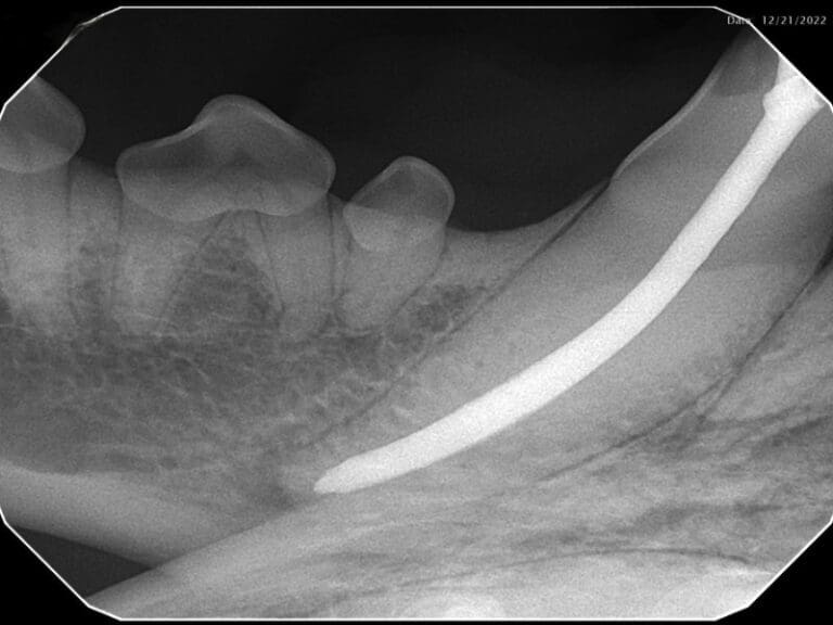 Dog & Cat Root Canals in Milwaukee, WI | VDS